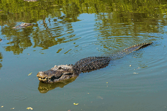 American Alligator Water Dance | Stephen L Tabone Nature Photography