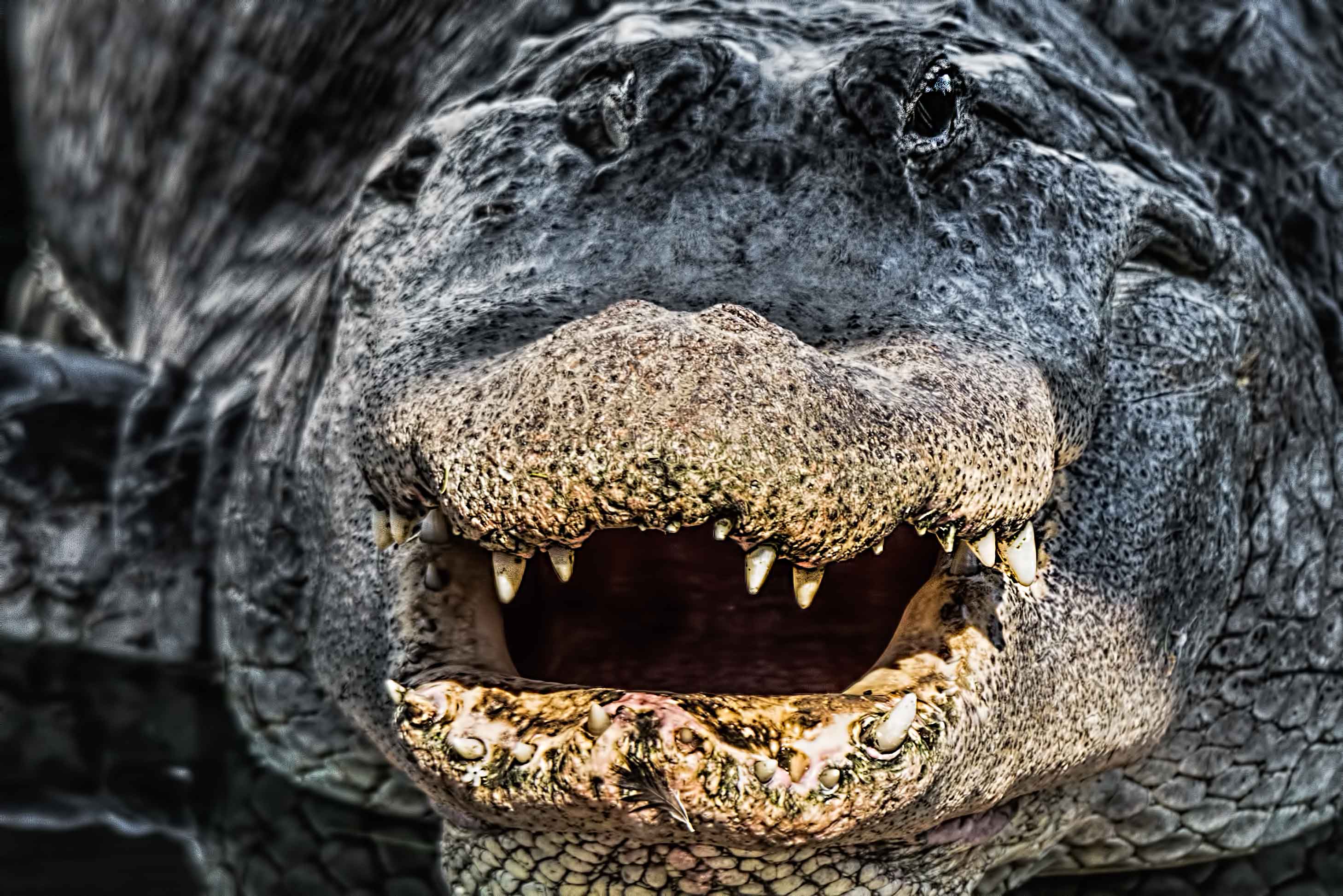 American Alligator Water Dance | Stephen L Tabone Nature Photography