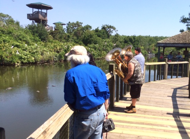 American Alligator Water Dance | Stephen L Tabone Nature Photography