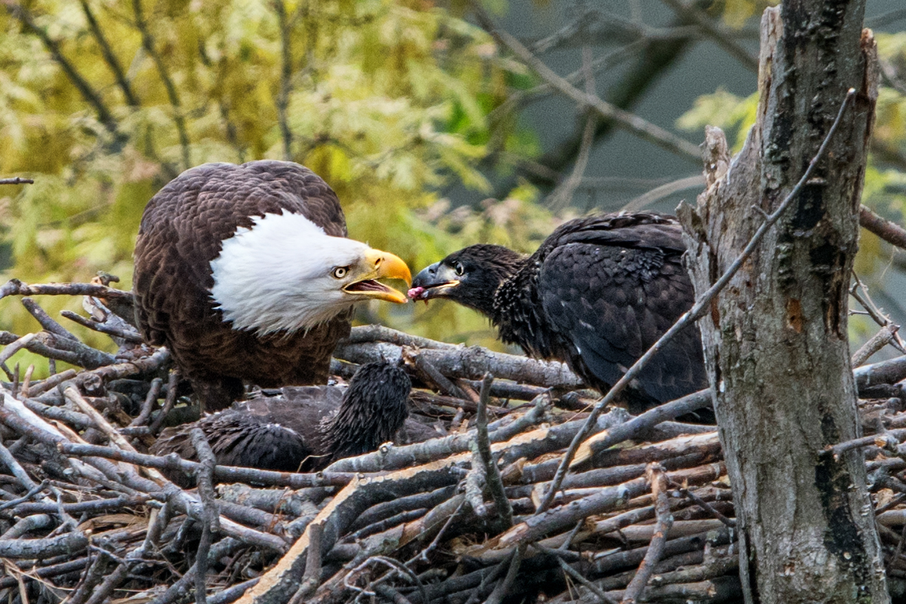 Stephen L Tabone Nature Photography | Fine Art Nature Photography | Page 3